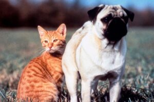 Las aventuras de Chatrán (1986) – Funcinema